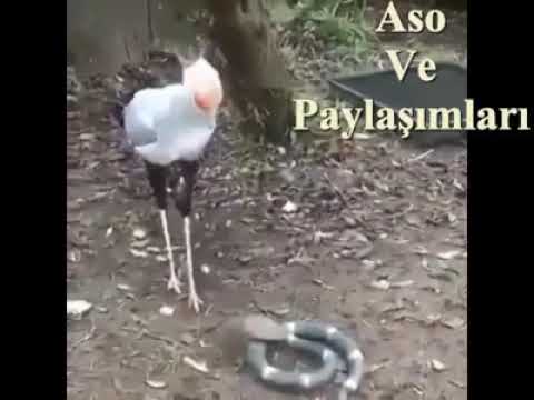 Aso ve paylaşımları