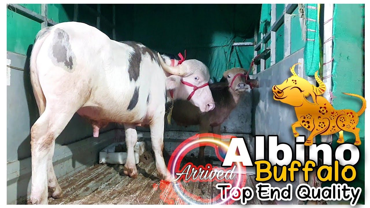 Albino Buffalo Gulabi Bhains at STAR GOATS FARM Asif STD 88798 09944 ...