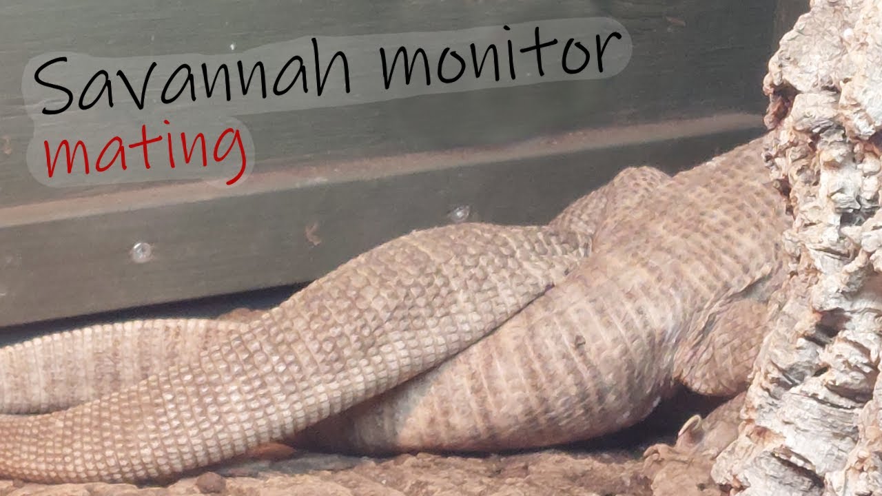 Savannah monitors mating in captivity - YouTube