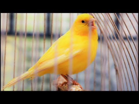 Dişi Kanarya Sesi (BU VİDEODAN SONRA ÖTMEYEN KANARYA KALMAYACAK !)