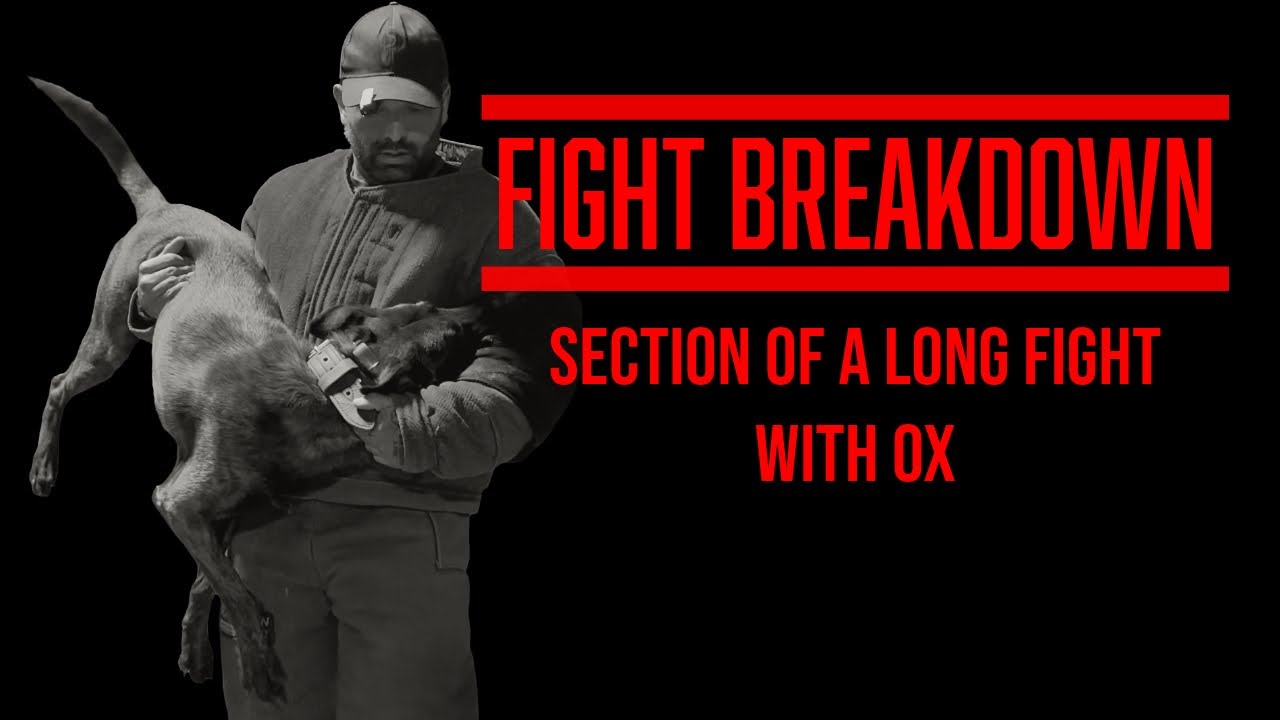 FIGHT BREAKDOWN: Update on OX during a long fight - YouTube