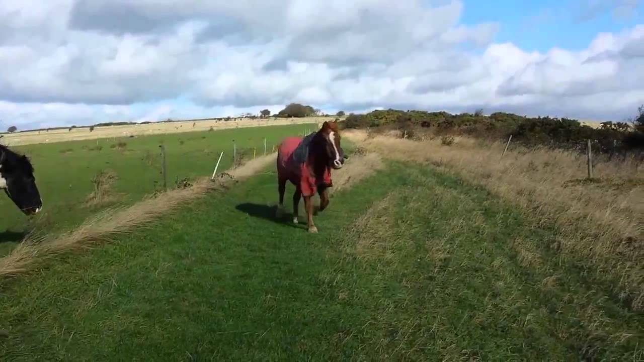 2013 - Ukko (The Grumpy Fin) - Chestnuts Riding School - YouTube