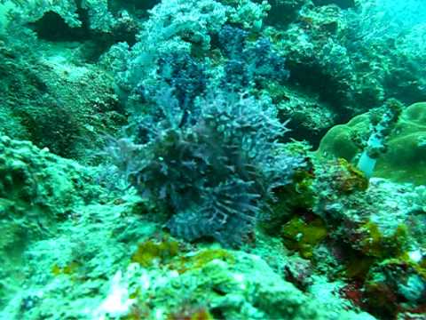 Lacy Scorpion Fish Hin Muang Thailand