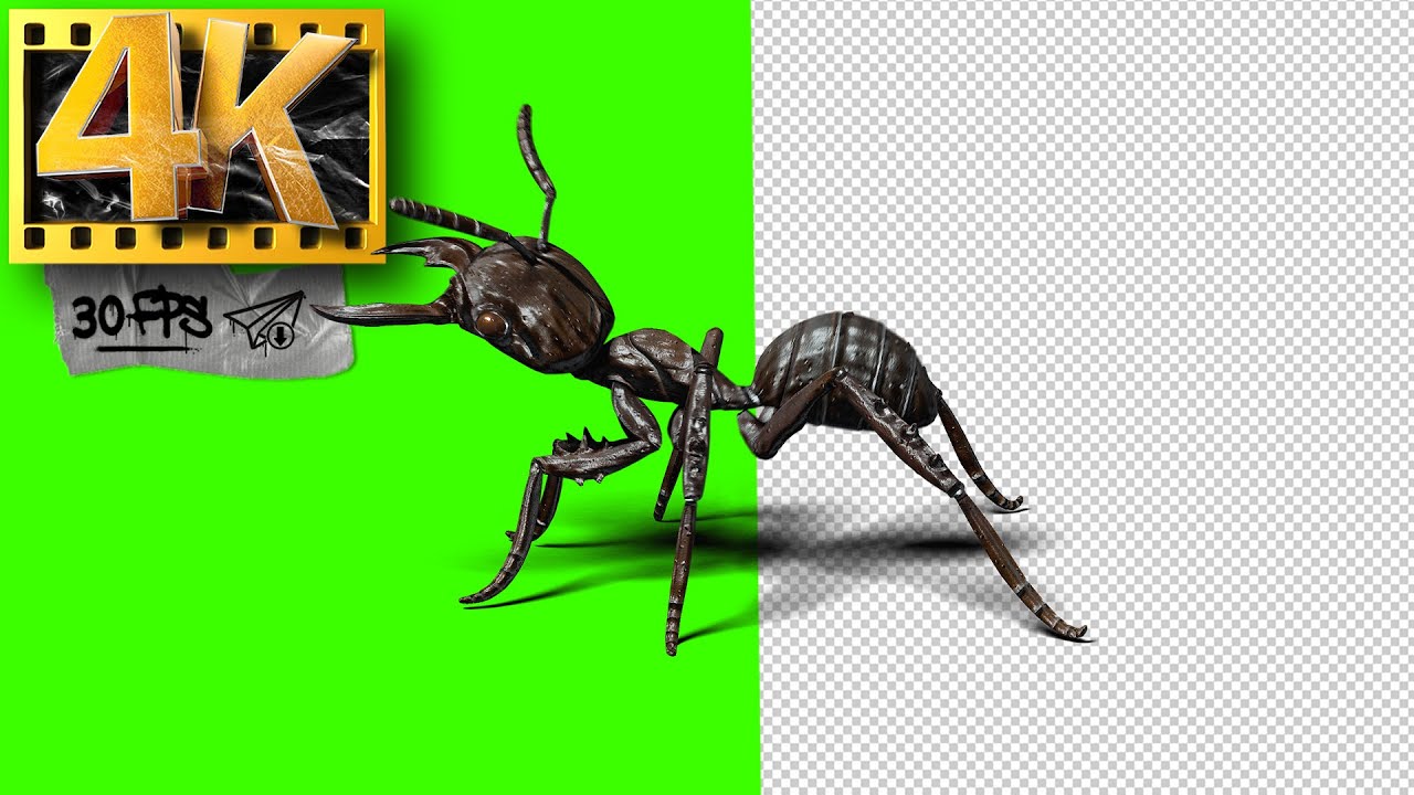 Green Screen Ant | Footage 4K - YouTube