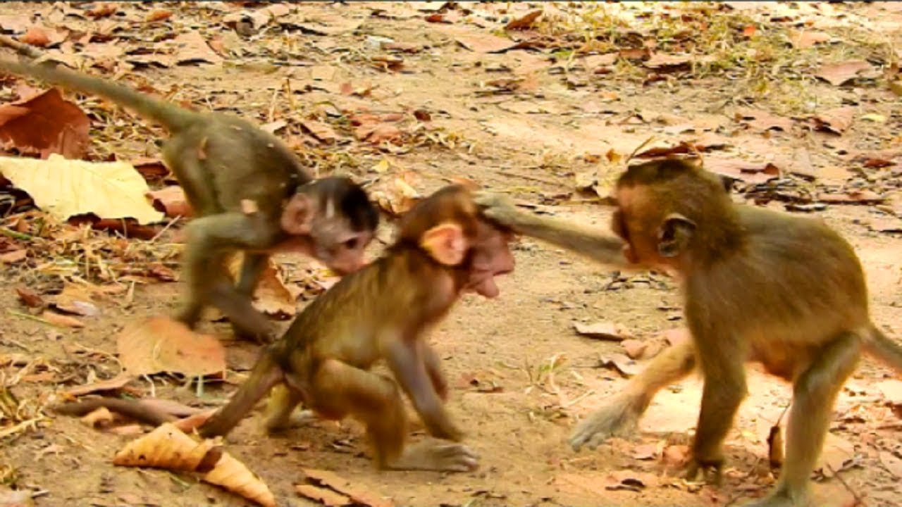 Don't fight !! Little monkey slap Baron hardly, Monkey attack baby ...
