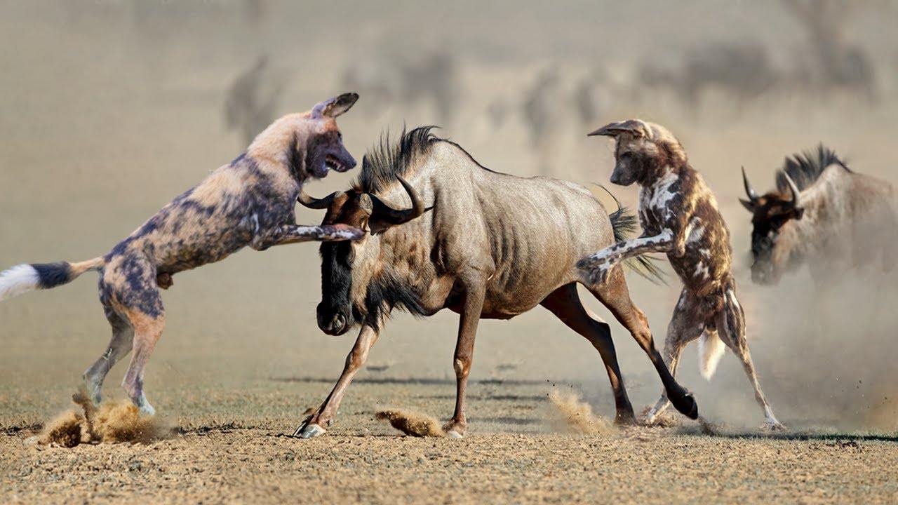 Wild Dog Using Collective Strength To Hunt Giant Wildebeest - YouTube