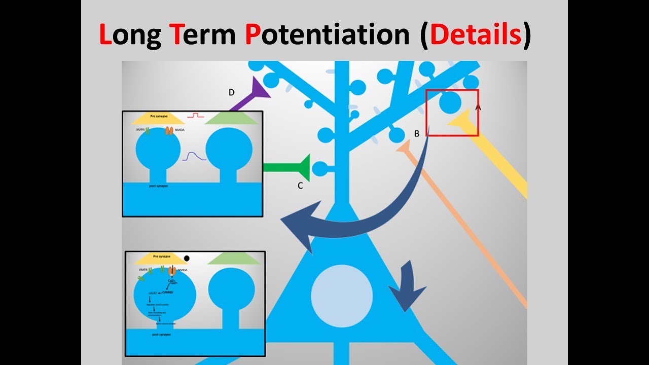 long-term potentiation(LTP) details - YouTube