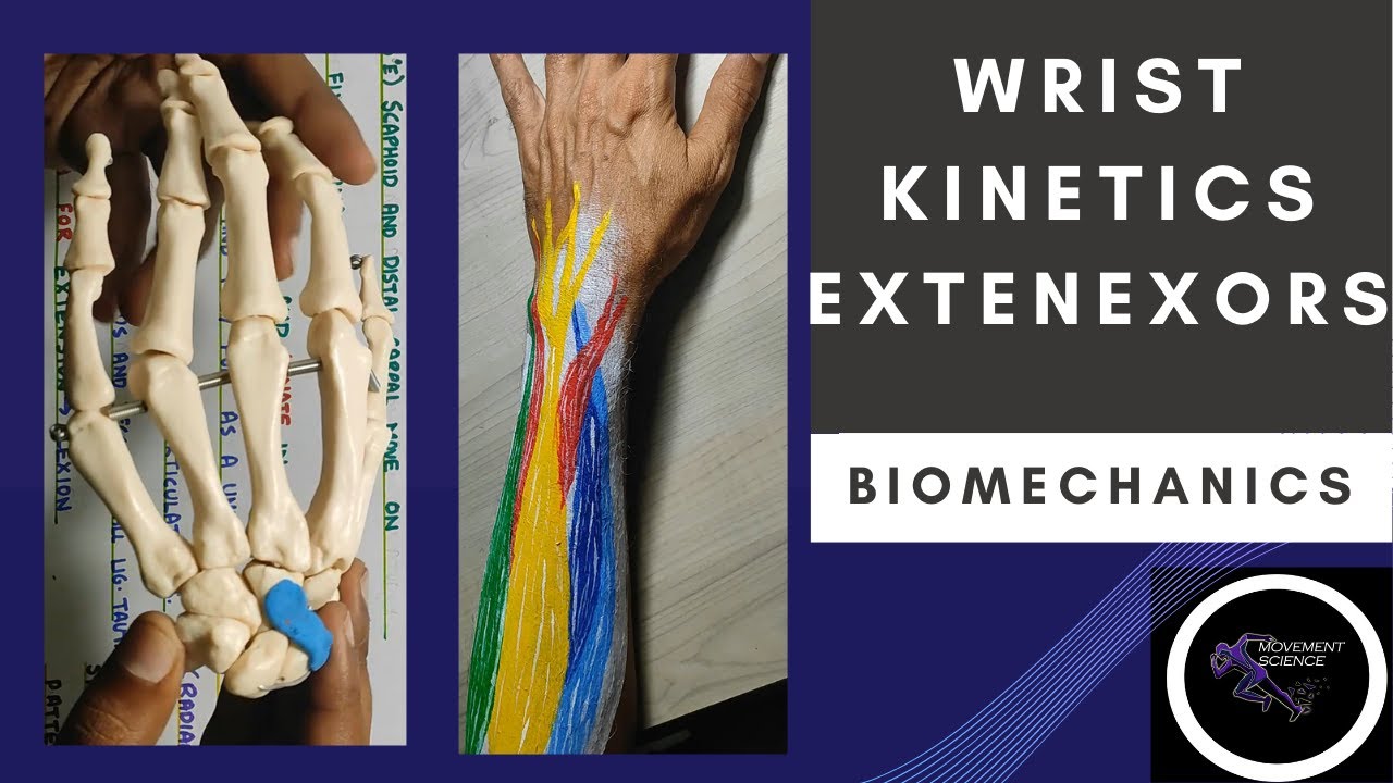WRIST JOINT KINETICS -EXTENSORS ( WRIST JOINT COMPLEX BIOMECHANICS ...
