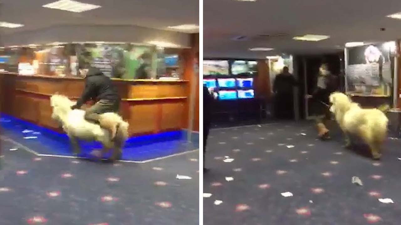 Man Rides Shetland Pony Around Bookies - YouTube