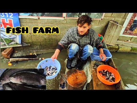 Visiting a famous fish farm 😍 - YouTube