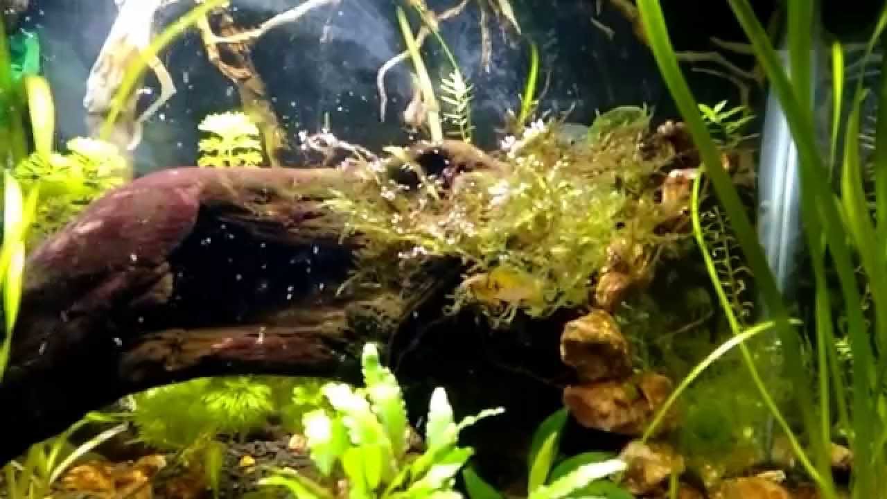 German Blue Ram Long Fin Fry - YouTube