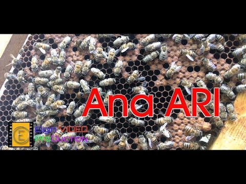 ANA Ari nece olur ari haqqinda qisa melumat