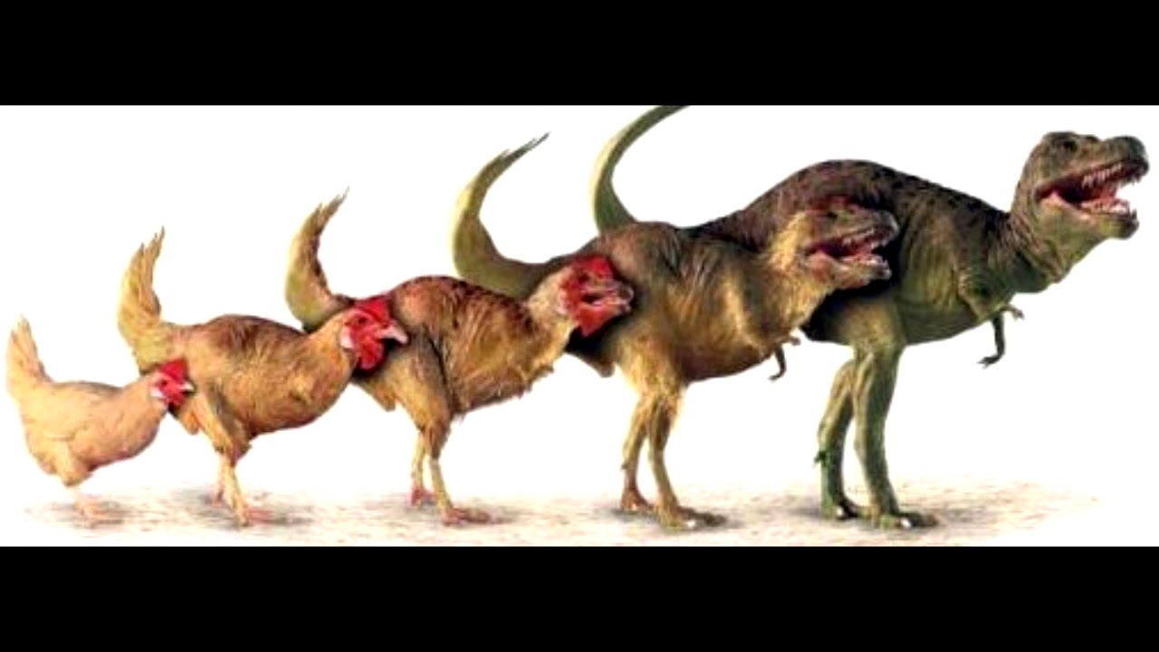 COMO SACAR MAS POLLOS MACHOS - YouTube