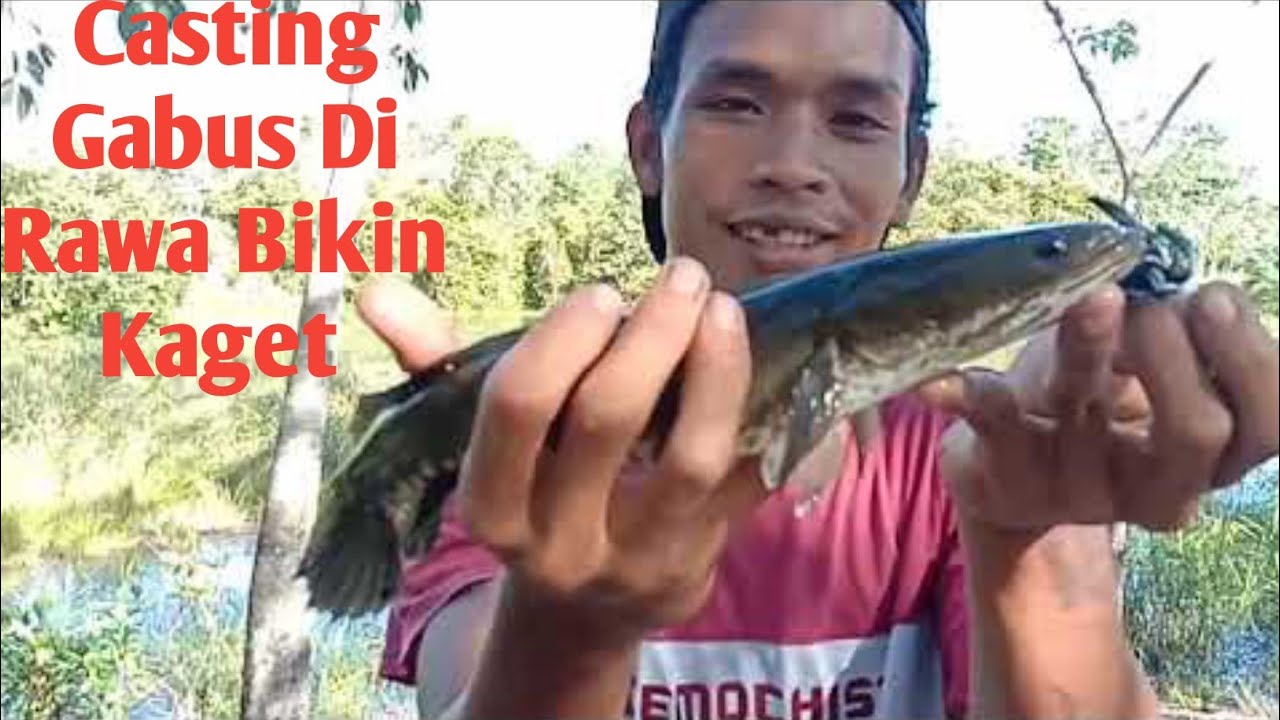 CASTING GABUS | MANCING GABUS SAMBIL NAJUR | i Ben Fishing - YouTube