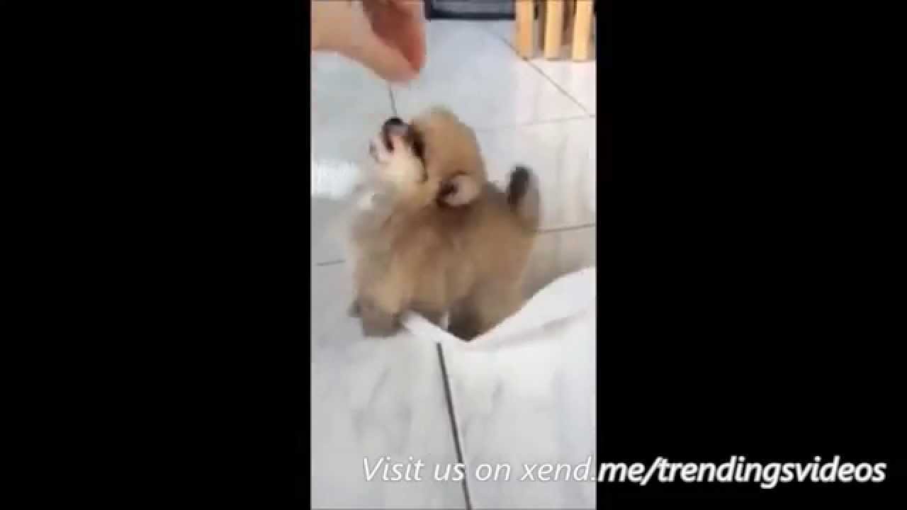 Very Cute Pomeranian Puppy! So Flully and Adorable! - YouTube