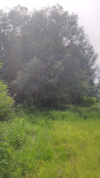 Зеленая Поляна среди Лиственных Деревьев Природа Лес Украины 4k