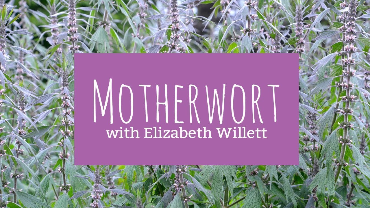 Motherwort with Elizabeth Willett - YouTube