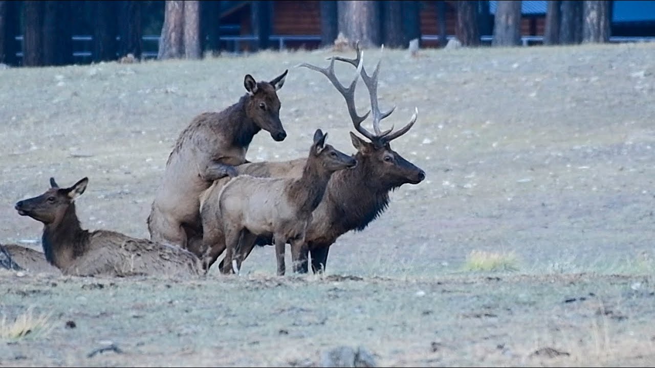 Cow Elk Mounts Bull... Twice! - YouTube