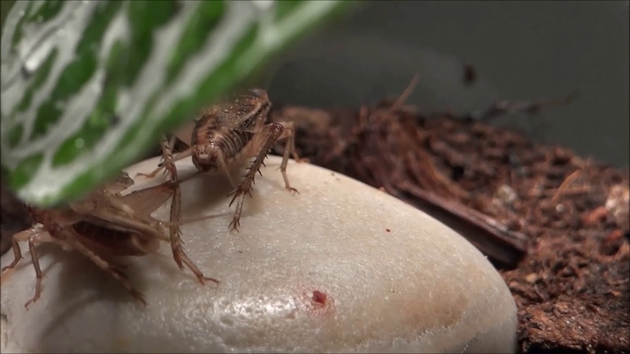 Reproducción - Grillo Comun - YouTube