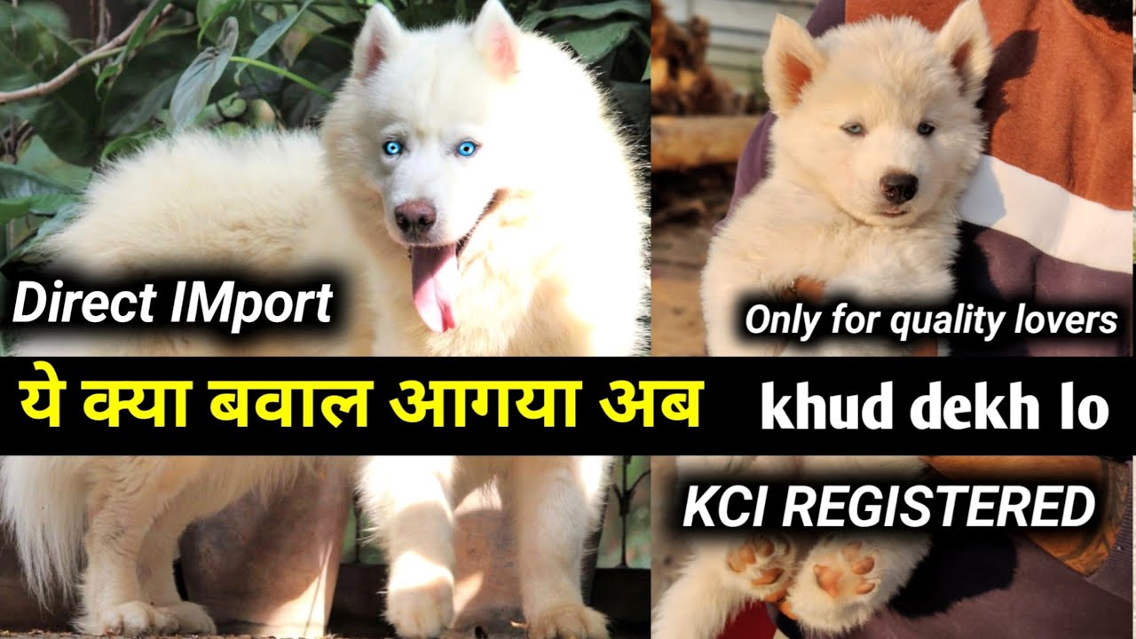 White with blue eyes Siberian husky puppies from IMport line || Kci ...