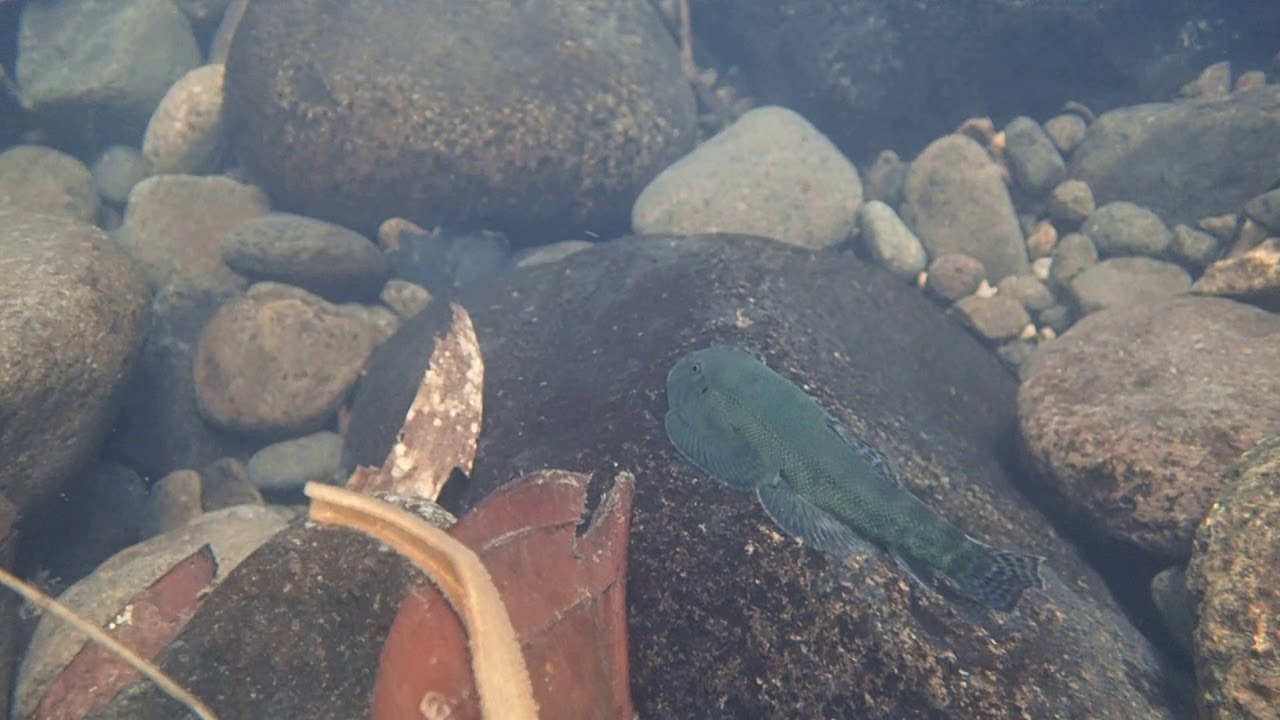 Gastromyzon lepidogaster from east Sabah (video 1) - YouTube