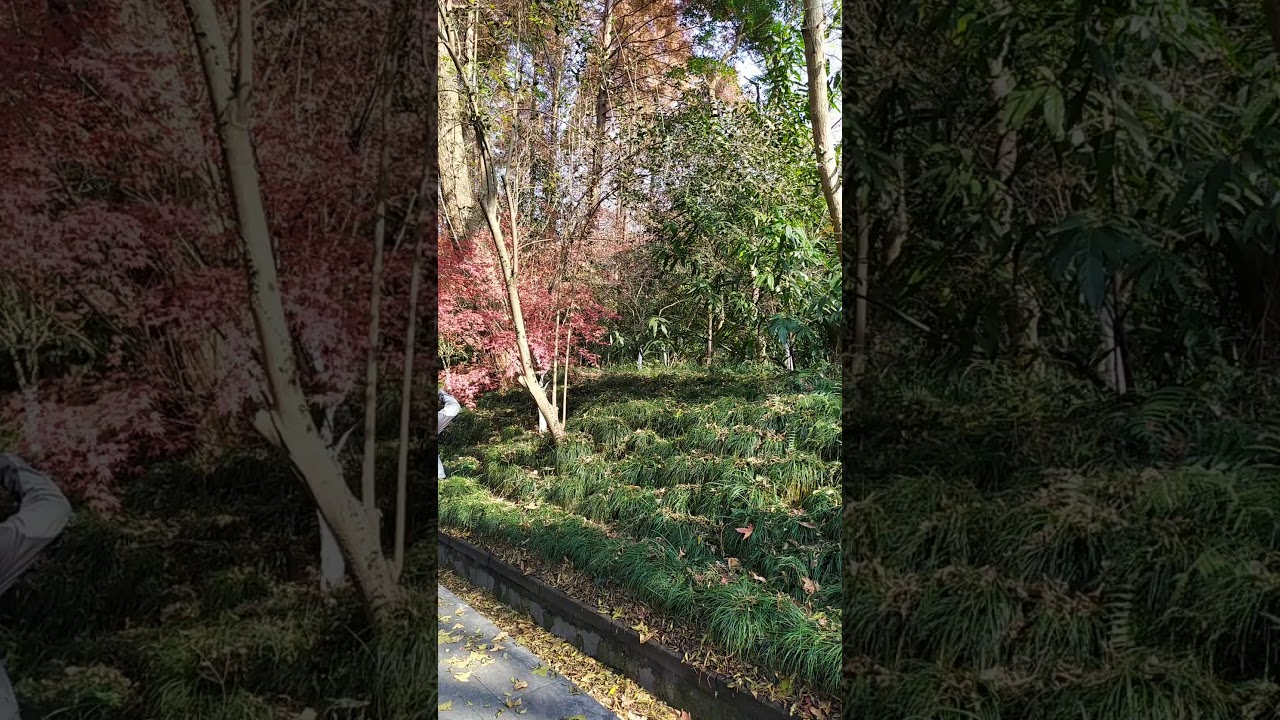 Hupao Road- 虎跑街, 杭州，near Hangzhou Zoo - YouTube