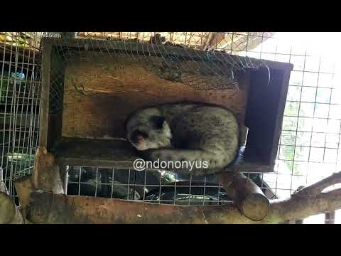 Beauty of Indonesia - Unique Luwak Coffee, from Luwak Poop