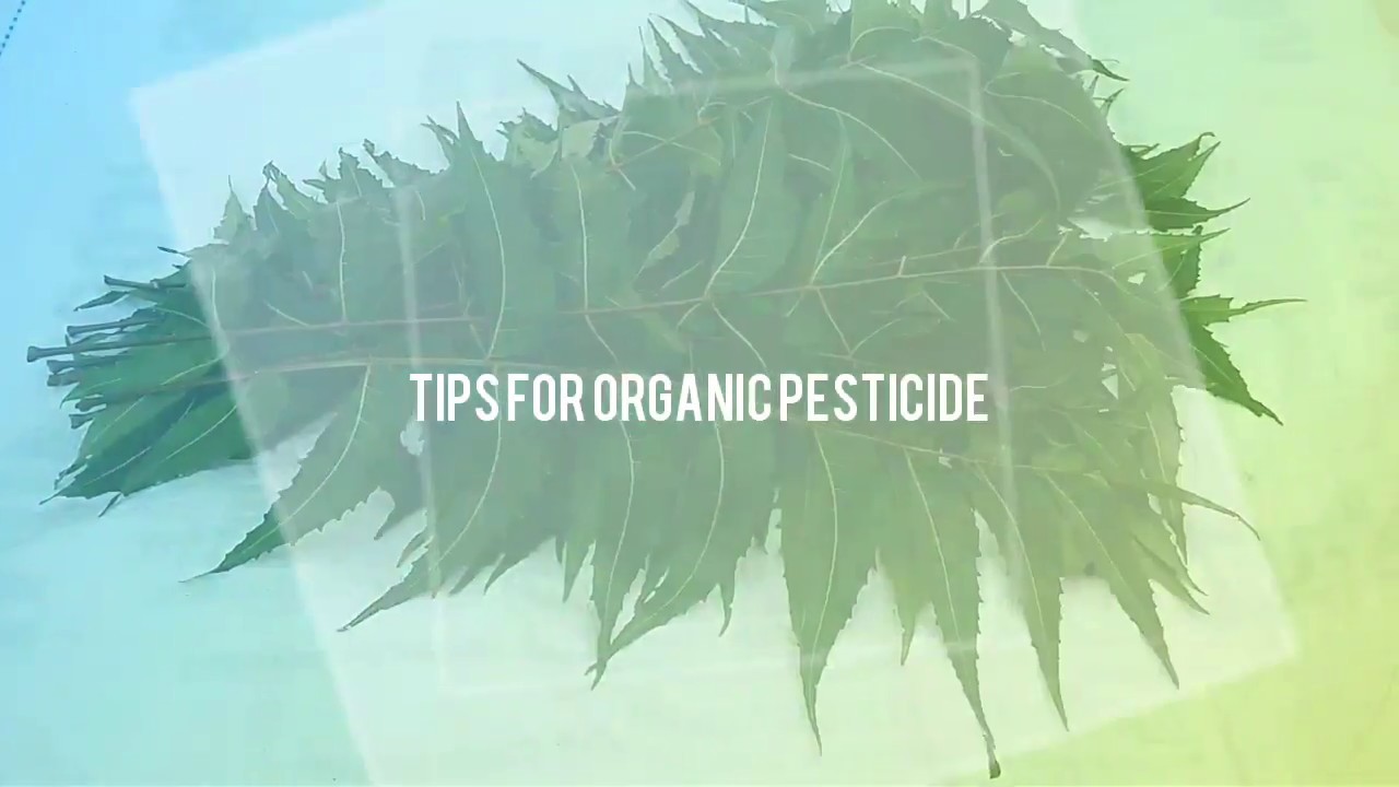 How to make Neem -Organic Pesticide at Home Gardending:-) - YouTube