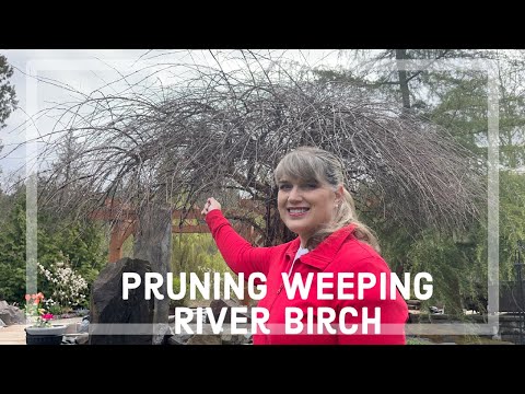 How To Care For Weeping Birch Tree