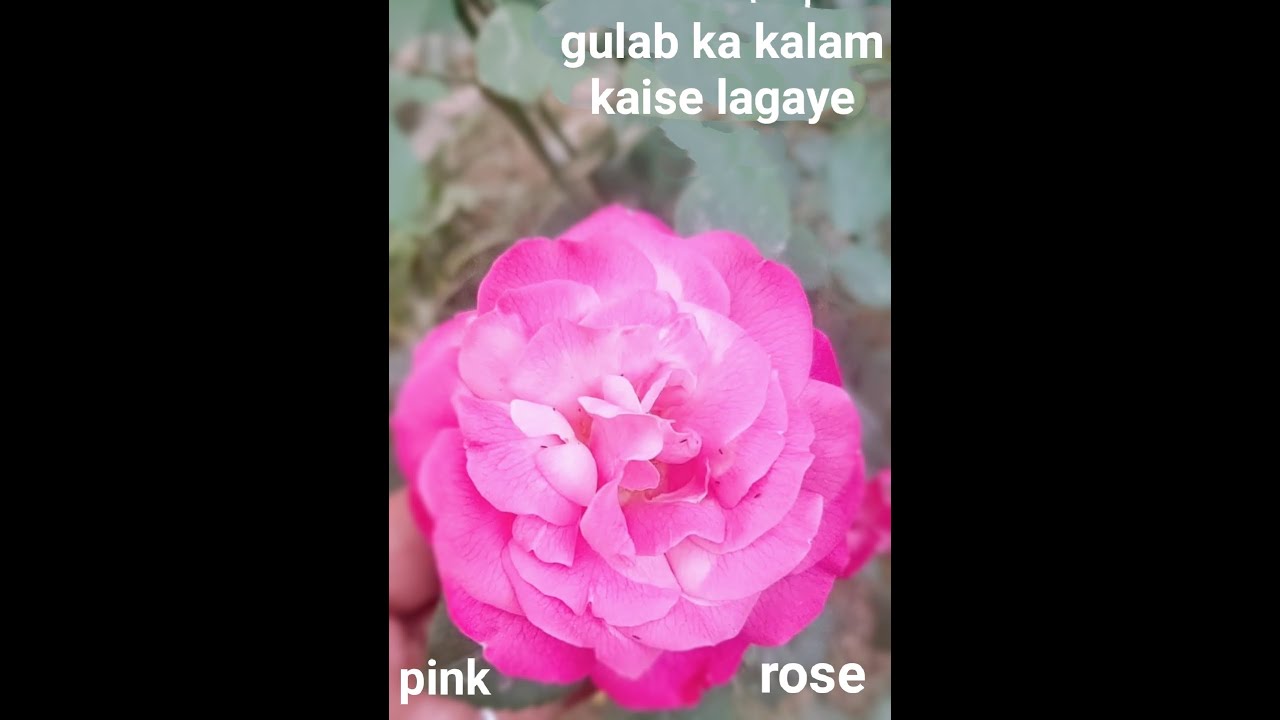 Gulab ka kalam kaise lagaye | rose plant - YouTube