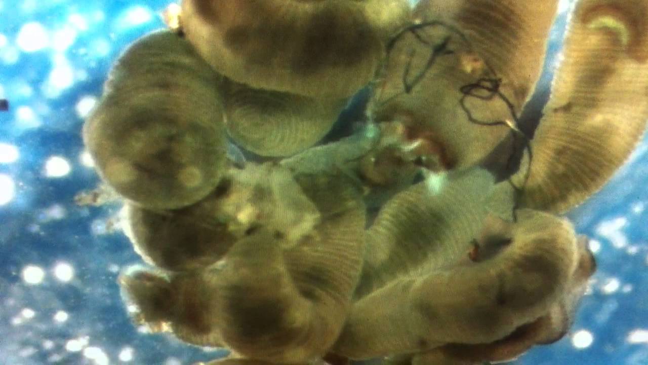 Sipuncula (Peanut Worms) - YouTube