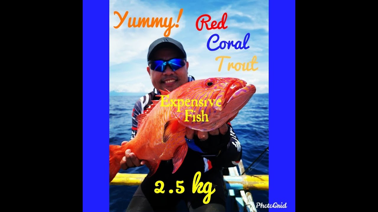 Coral Trout 2.5kg | Vinapor Carmen Agusan Norte | Butuan Anglers Club ...