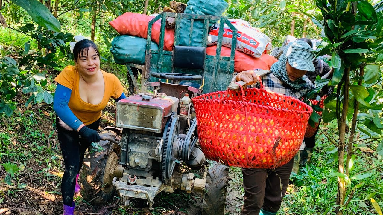 agricultural vehicles transporting timber and harvesting corn in rural ...
