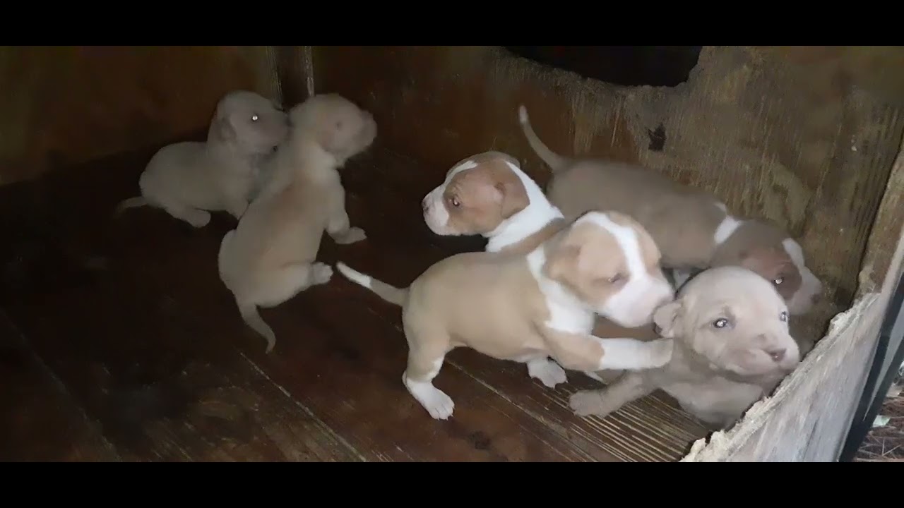 🔥💯 Red Barrow X Ruby 💯🔥 - YouTube