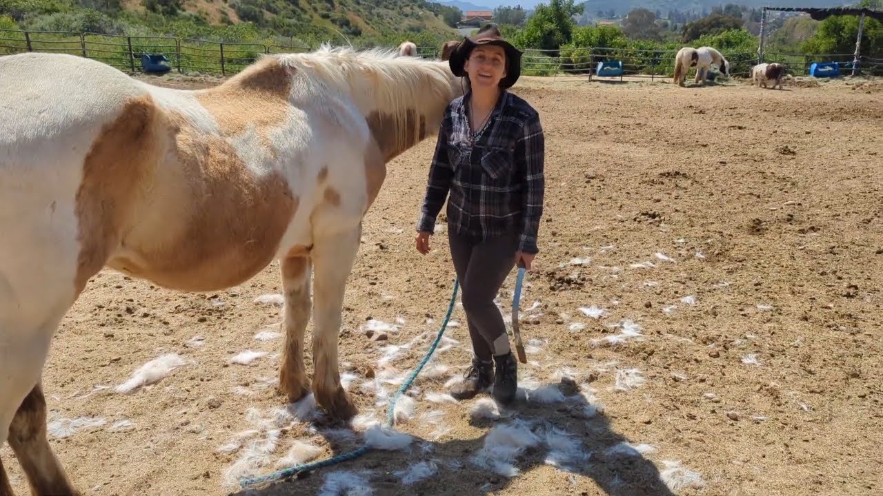 Absolute HORSE SHEDDING Satisfaction! - YouTube