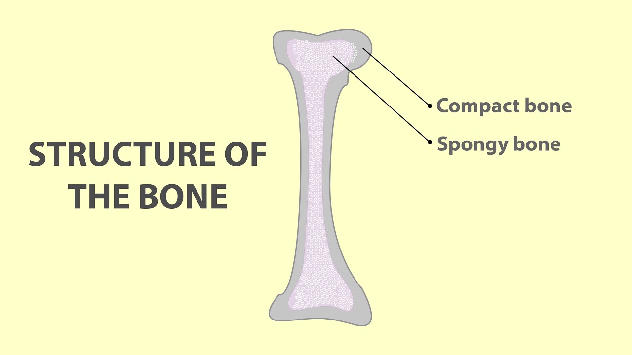 Structure of Bone | Microscopic and Macroscopic Structure of the Bone ...