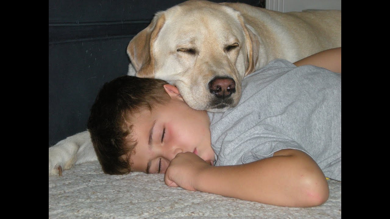 relationship between human and dog - YouTube