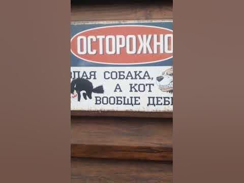 Осторожно Злая собака А кот вообще дебил - YouTube