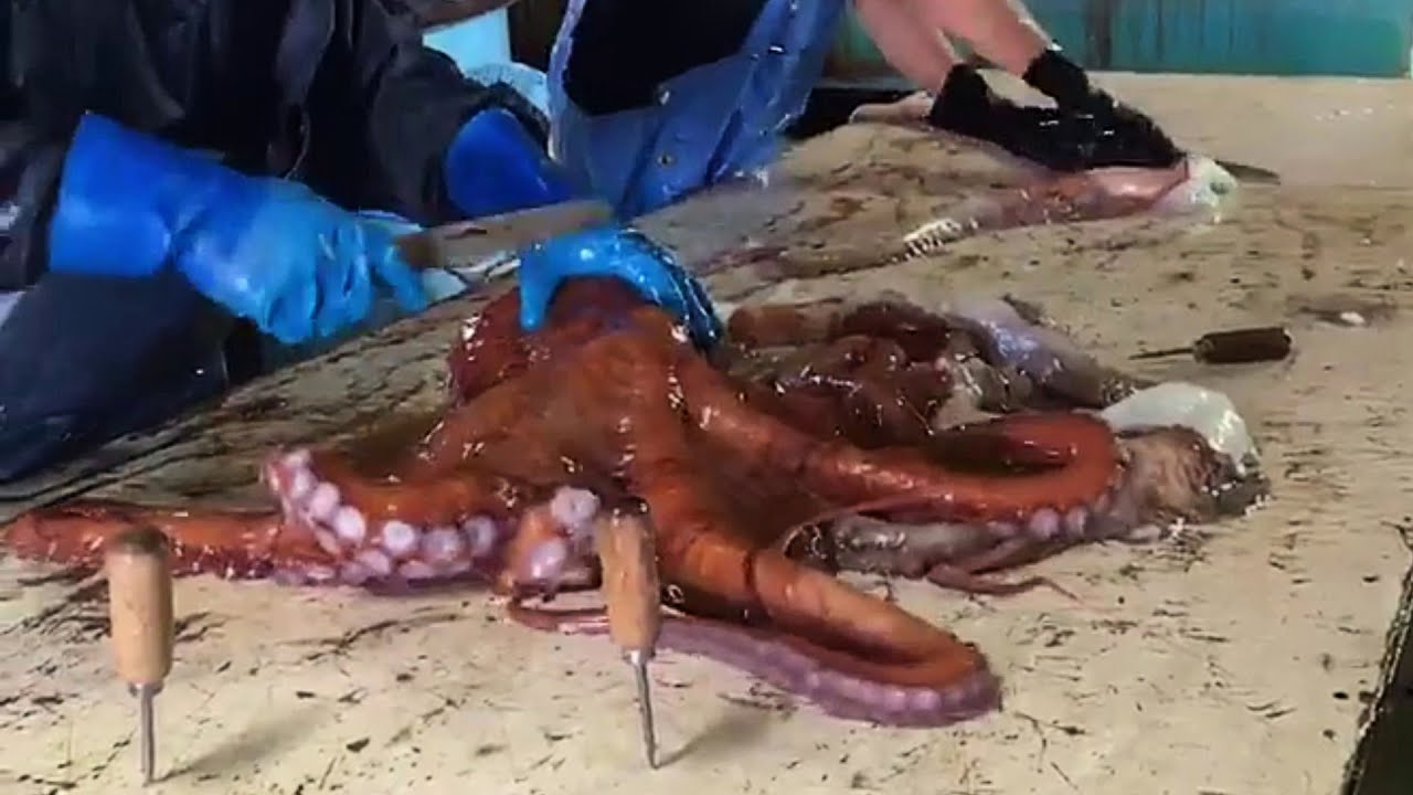 So Graphic : Cutting Live Giant Octopus japan | Fastest Octopus ...