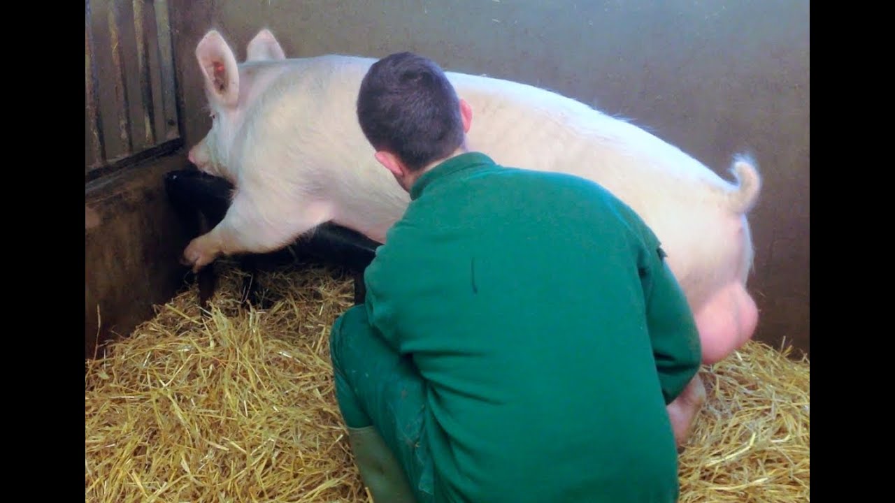 pigbreeding - how it's done. - YouTube