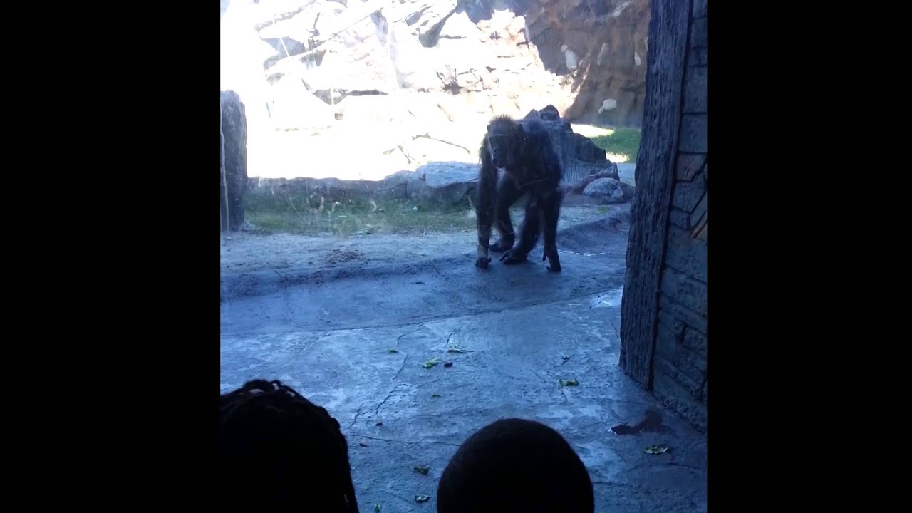 Monkey Charges Kids At The Zoo YouTube monkey-charges-kids-at-the-zoo-youtube