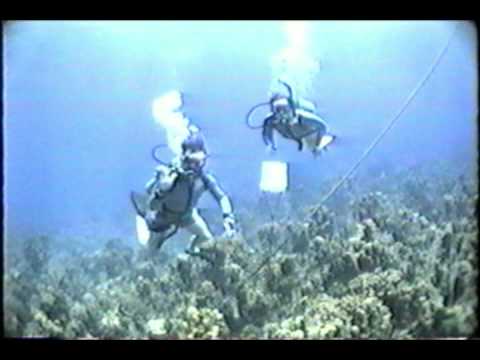 Scuba Diving Andros Island Bahamas - YouTube