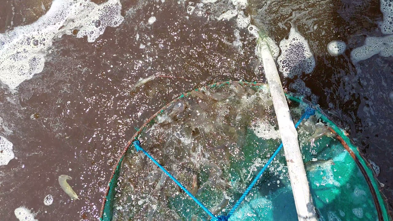 proses pengecekan anco dalam budidaya udang vannamei - YouTube