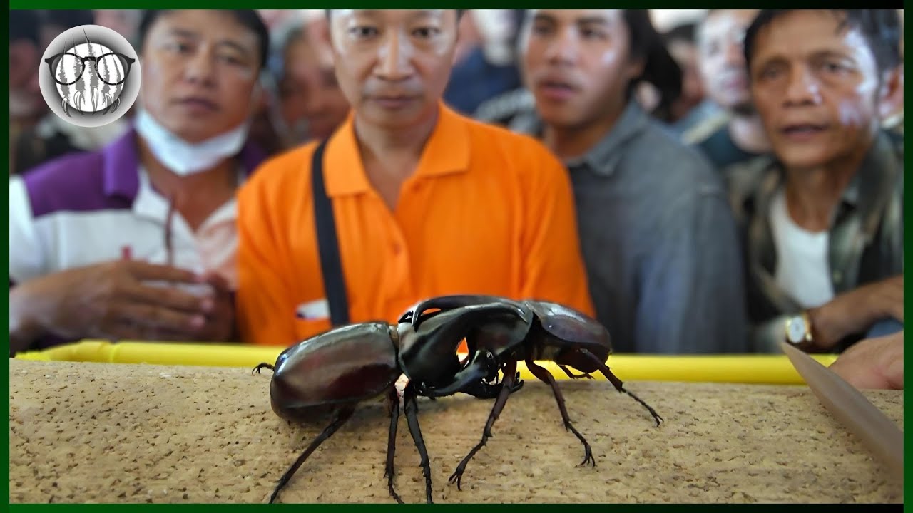 Kabuto-Mushi Battles: Japan’s Timeless Beetle Tradition - YouTube