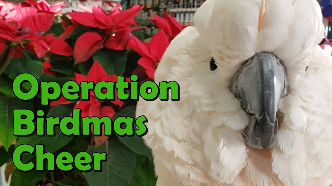 Operation Birdmas Cheer - Max the Moluccan Brings Festive Greetings to ...
