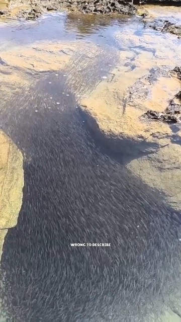 Look This Stunning Underwater Migration 😍 ️ #shorts - YouTube
