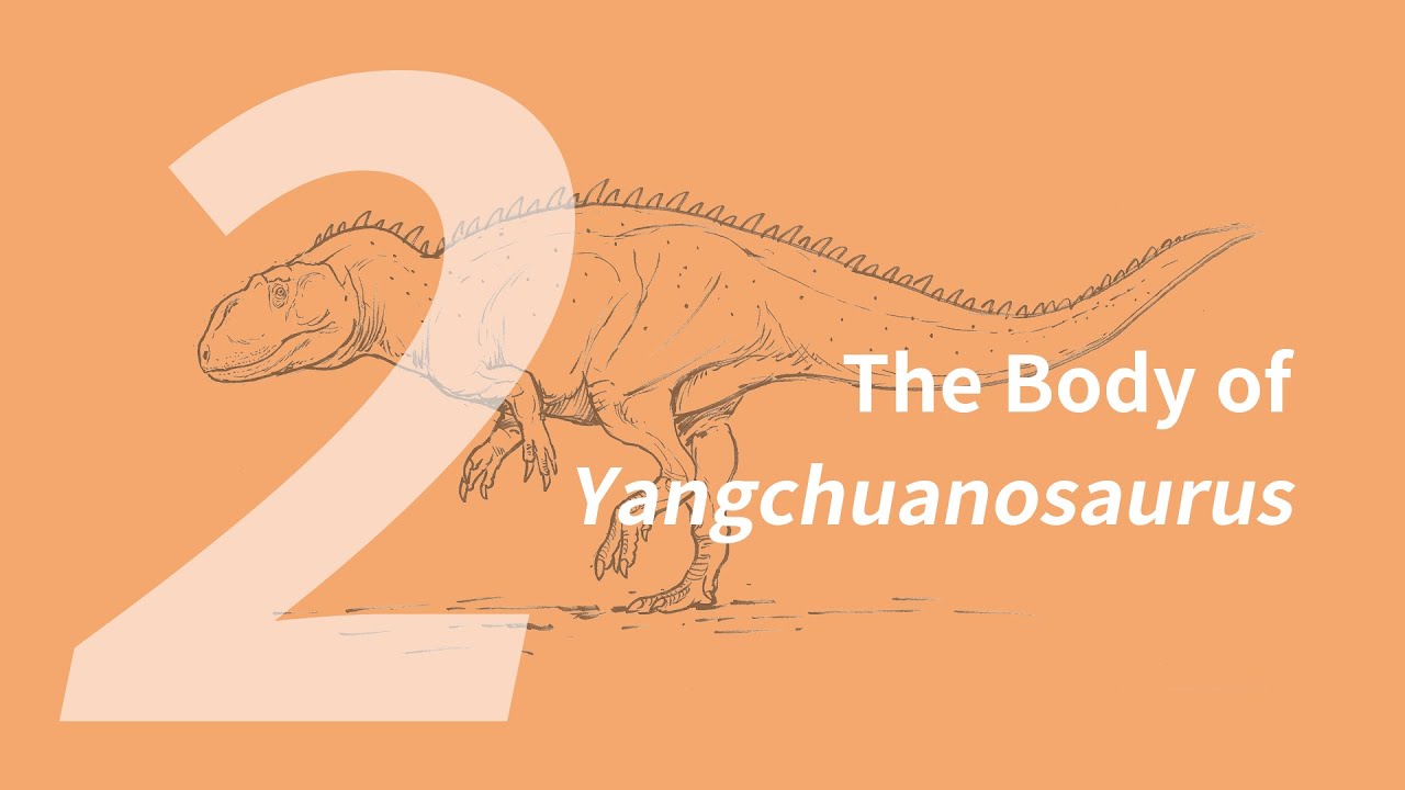 02 The Body of Yangchuanosaurus | Join ZHAO Chuang in Drawing ...