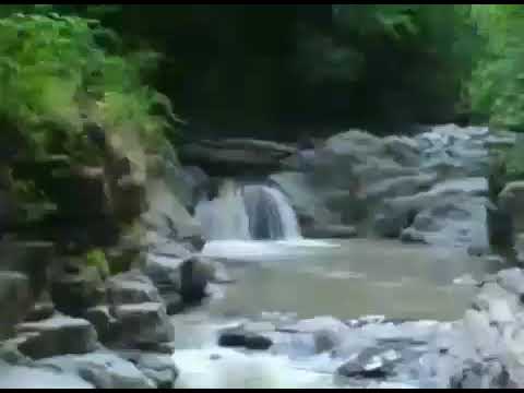 Lenkaranlı mirt nene