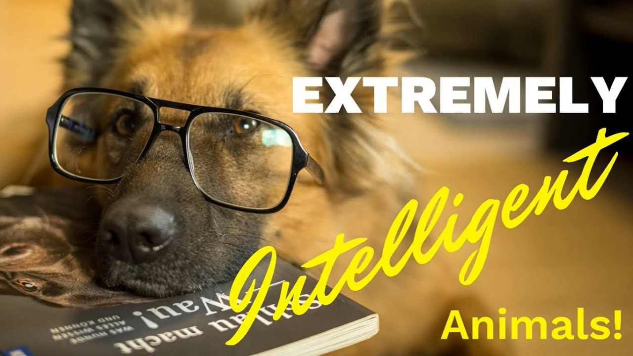 Extremely intelligent animals! - YouTube
