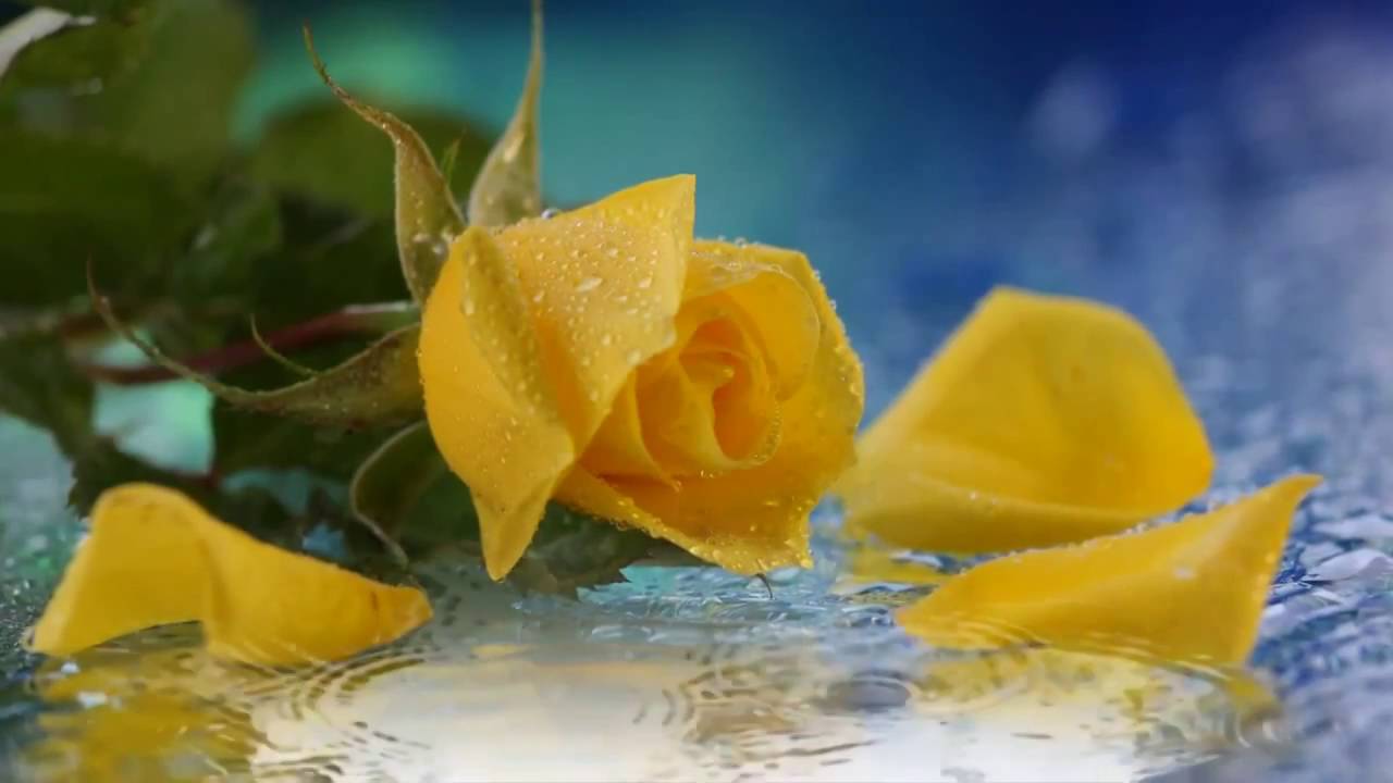 Footage "Yellow rose and raindrops" - YouTube